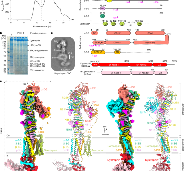 Dystrophin glycoprotein complex structure and assembly – world ...